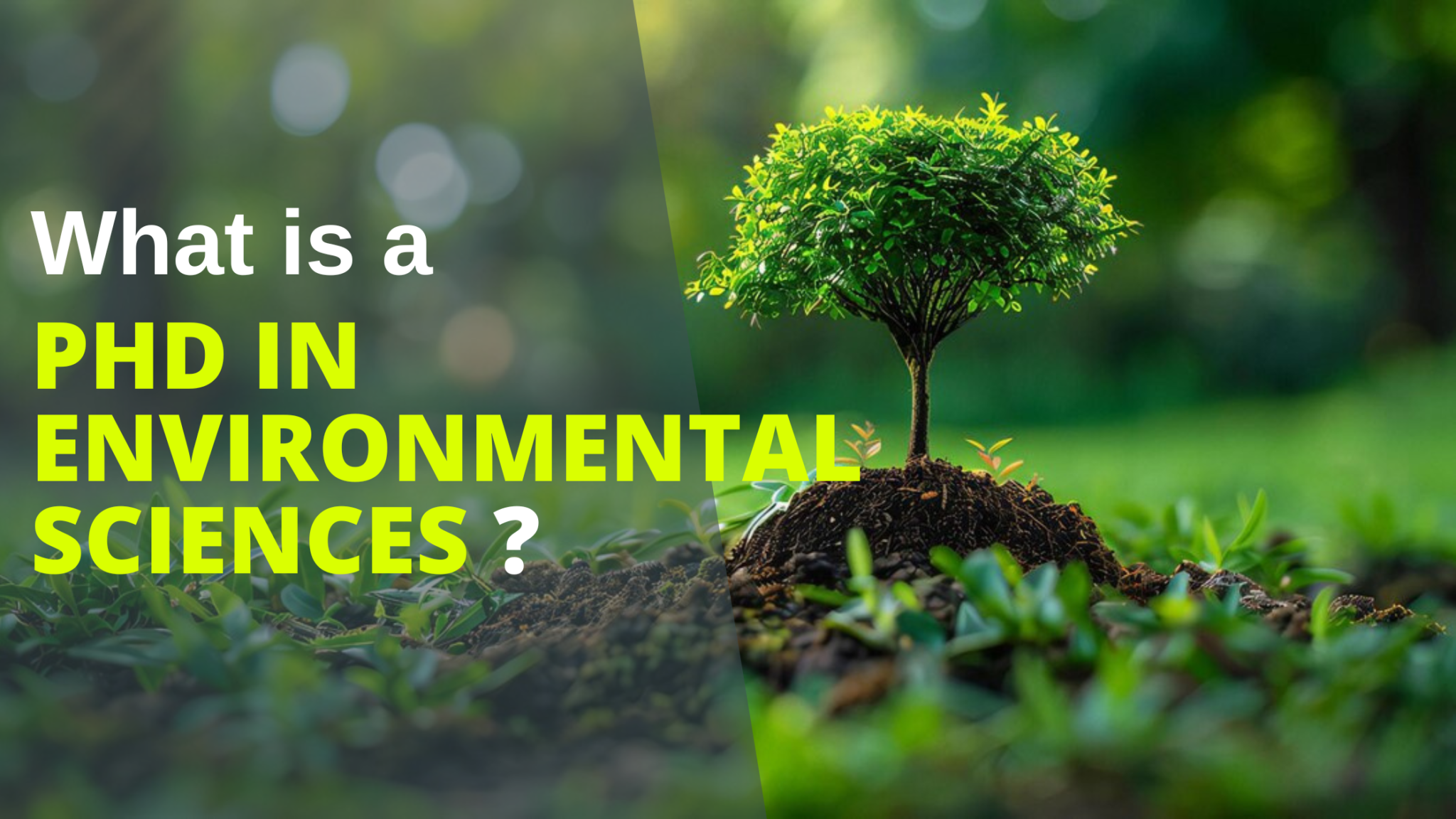 What is a PhD in Environmental Sciences - Phd Admission